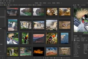 7 Best Photo Organizers for Windows 11 - GeeksDigit.Com